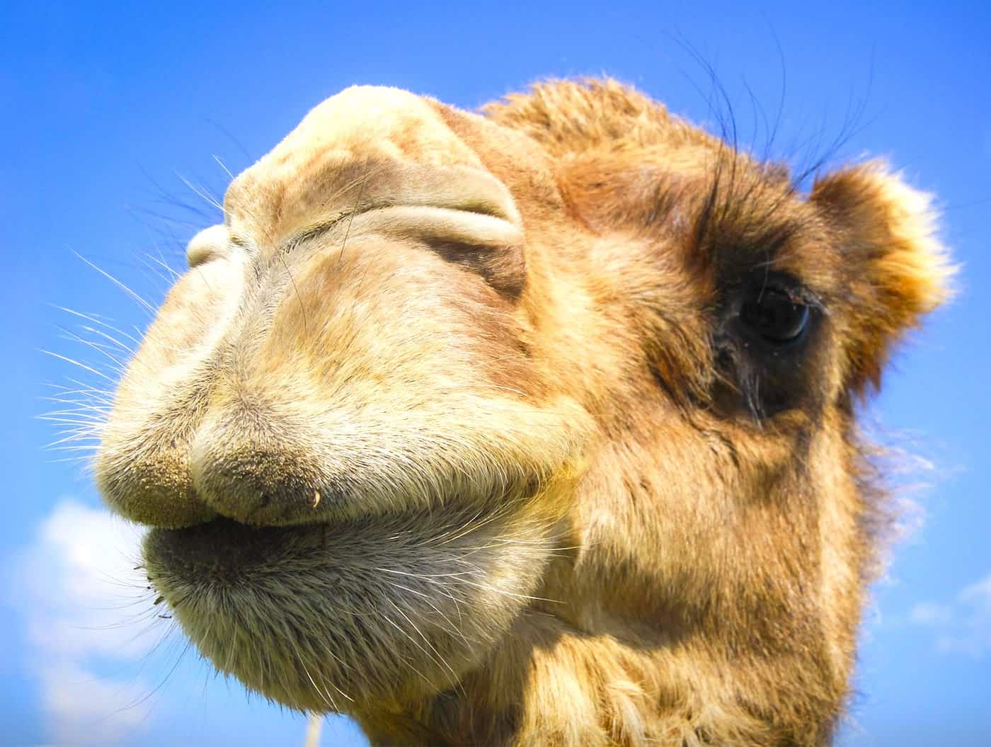 Veterinary Hyperbaric Oxygen Therapy Chamber | Animal Dog Cat Pet HBOT